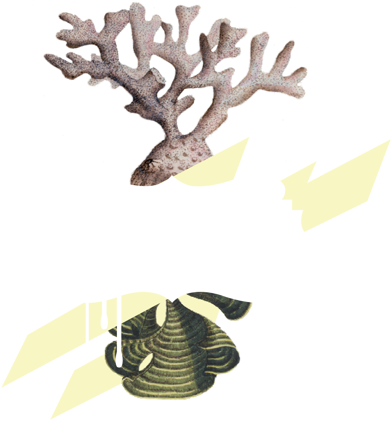 Lorien Olive - Portfolio